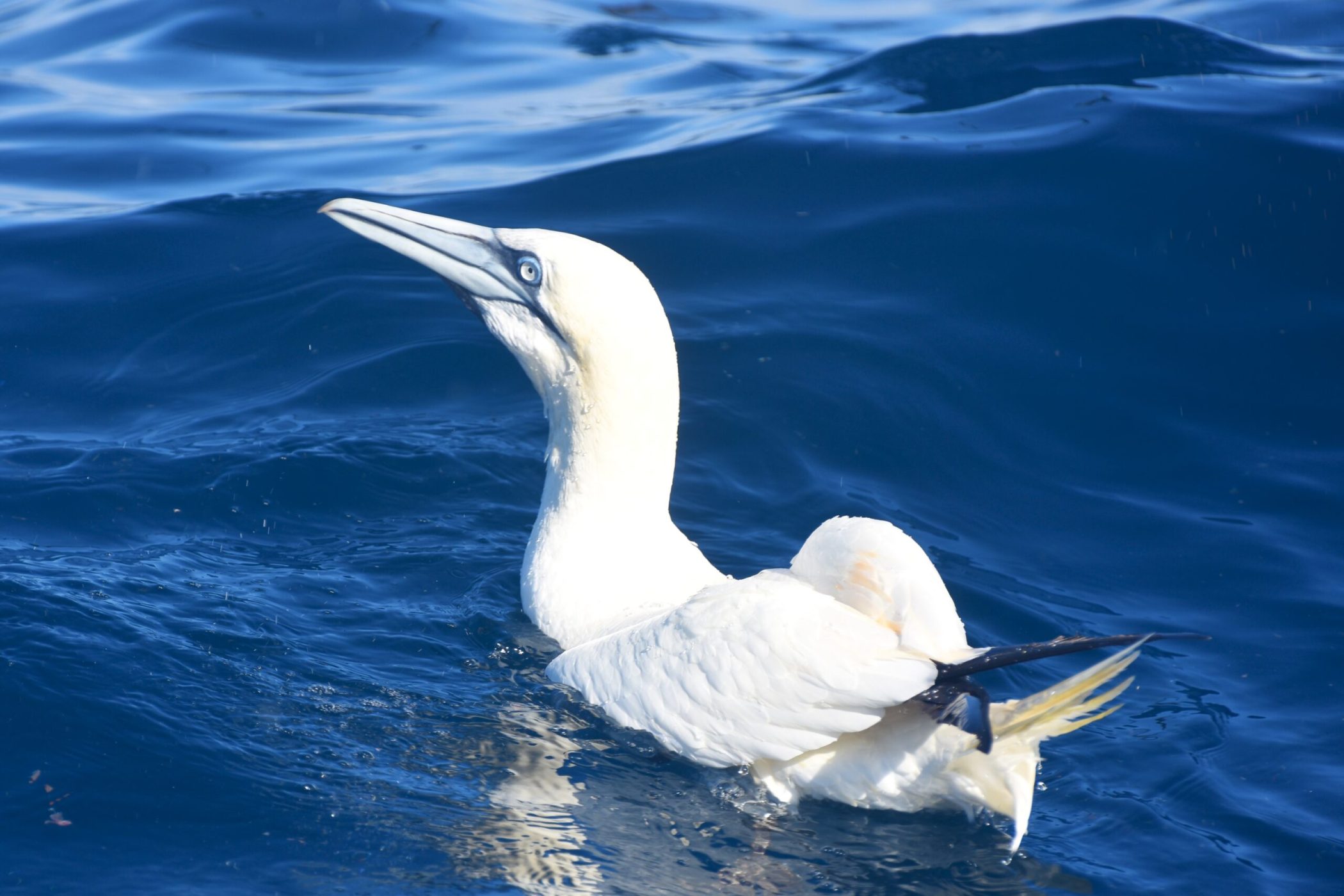 Sea Bird Watching Sagres, Portugal | Mar Ilimitado