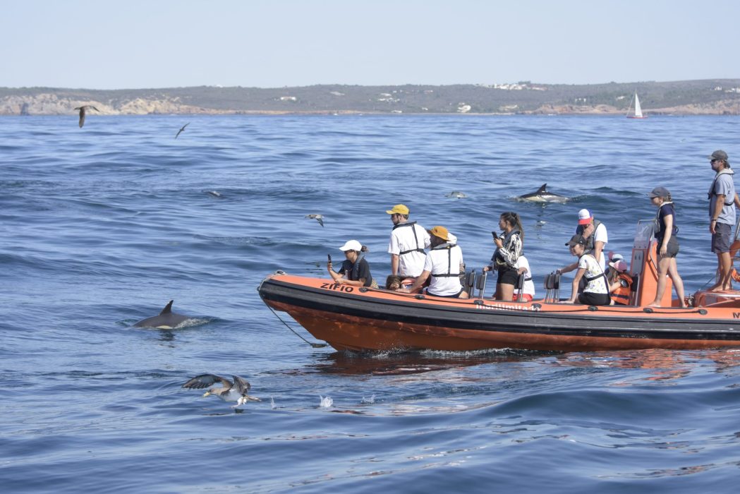 Mar Ilimitado | Boat Tour & Dolphin Watching Sagres, Portugal