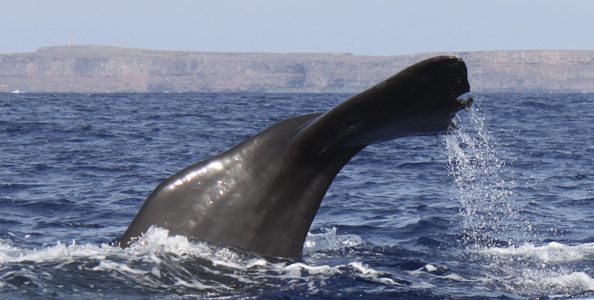 Projeto META | Mar Limitado